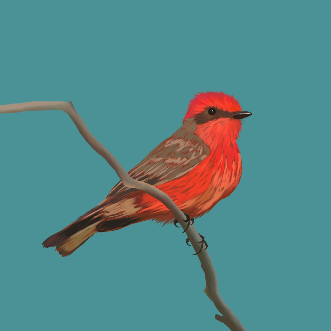 Vermillion Flycatcher Sketch - Etsy