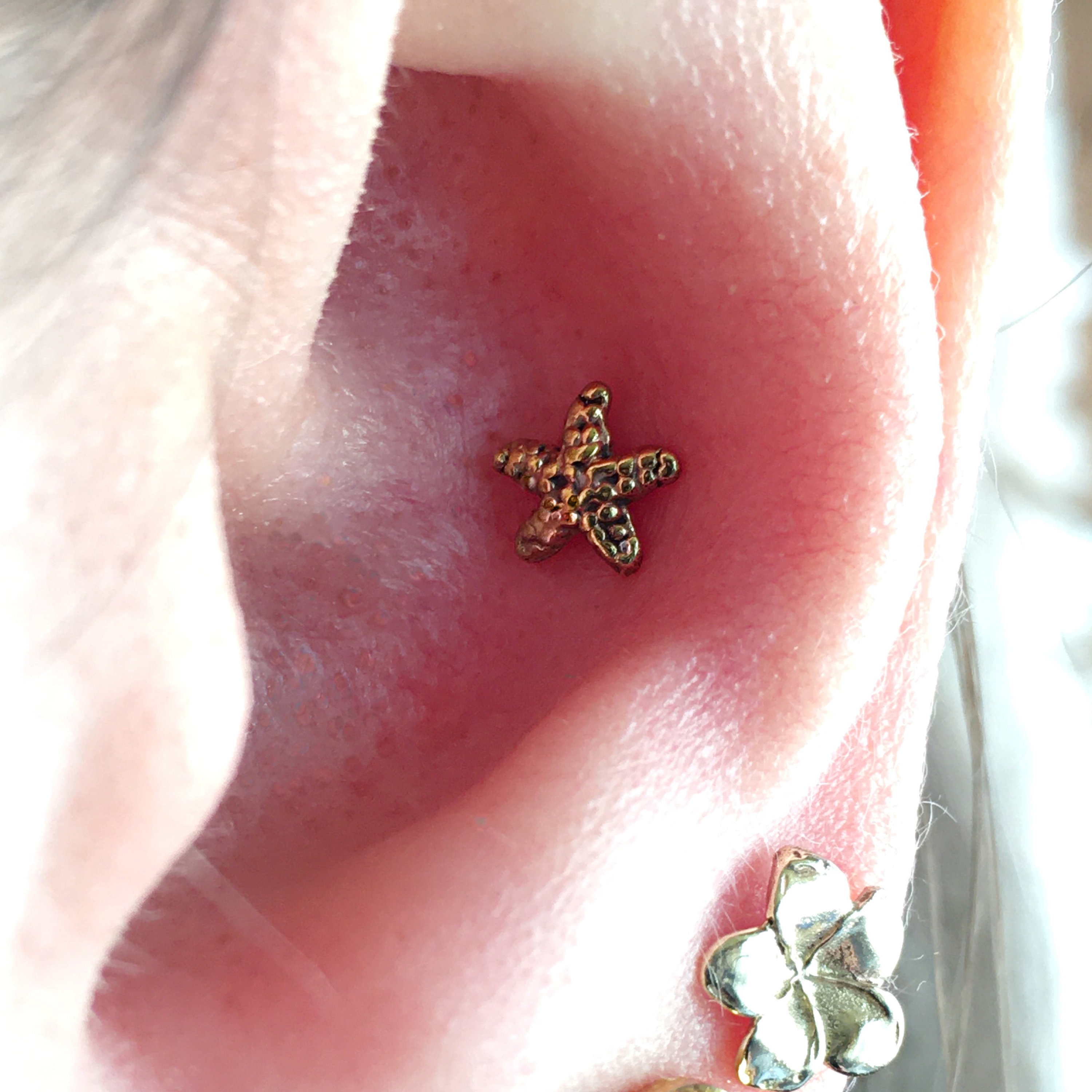 Conch Stud Earring Gold Conch Earring Stud 14K Conch - Etsy