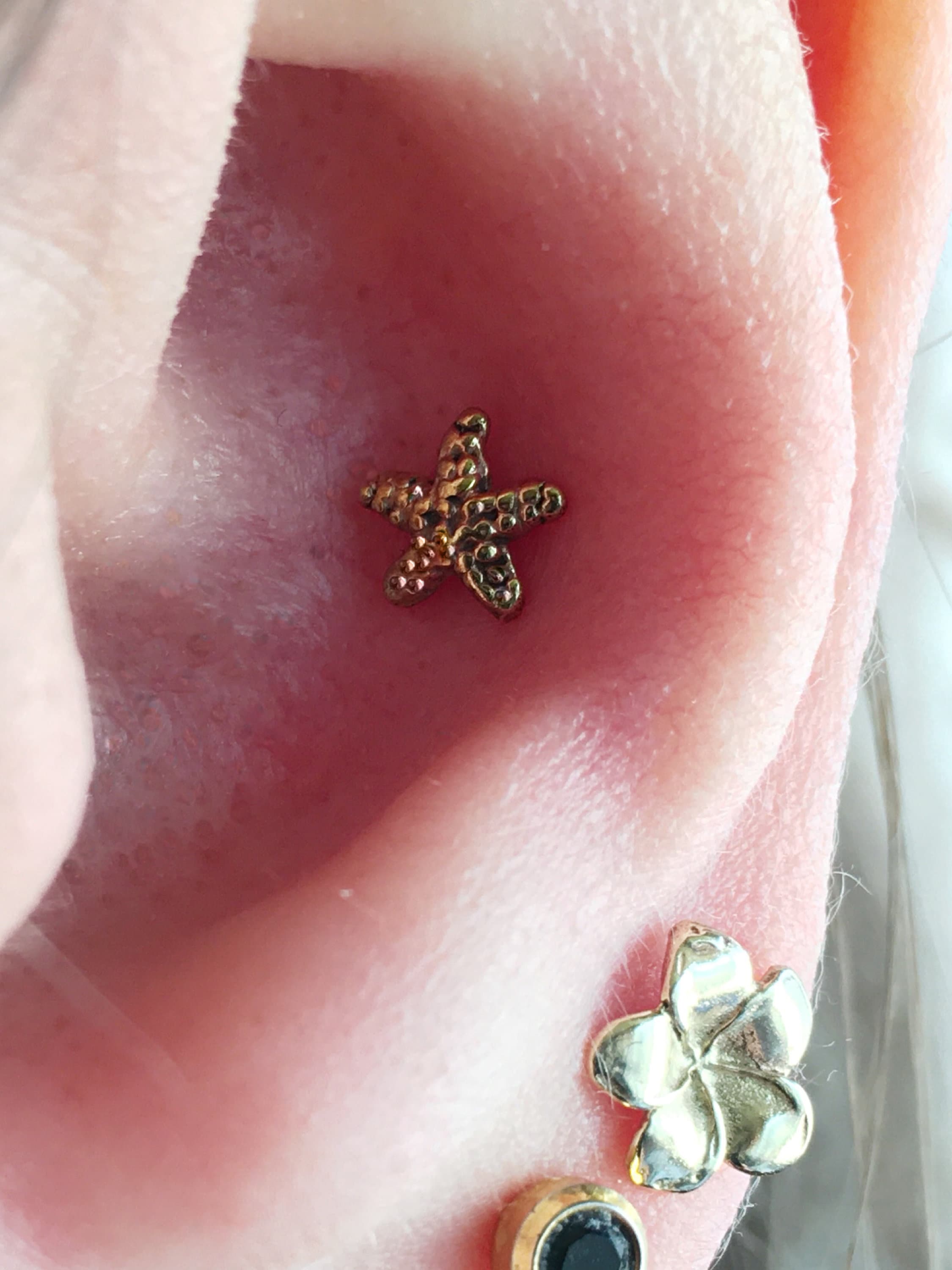 Conch Stud Earring Gold Conch Earring Stud 14K Conch | Etsy