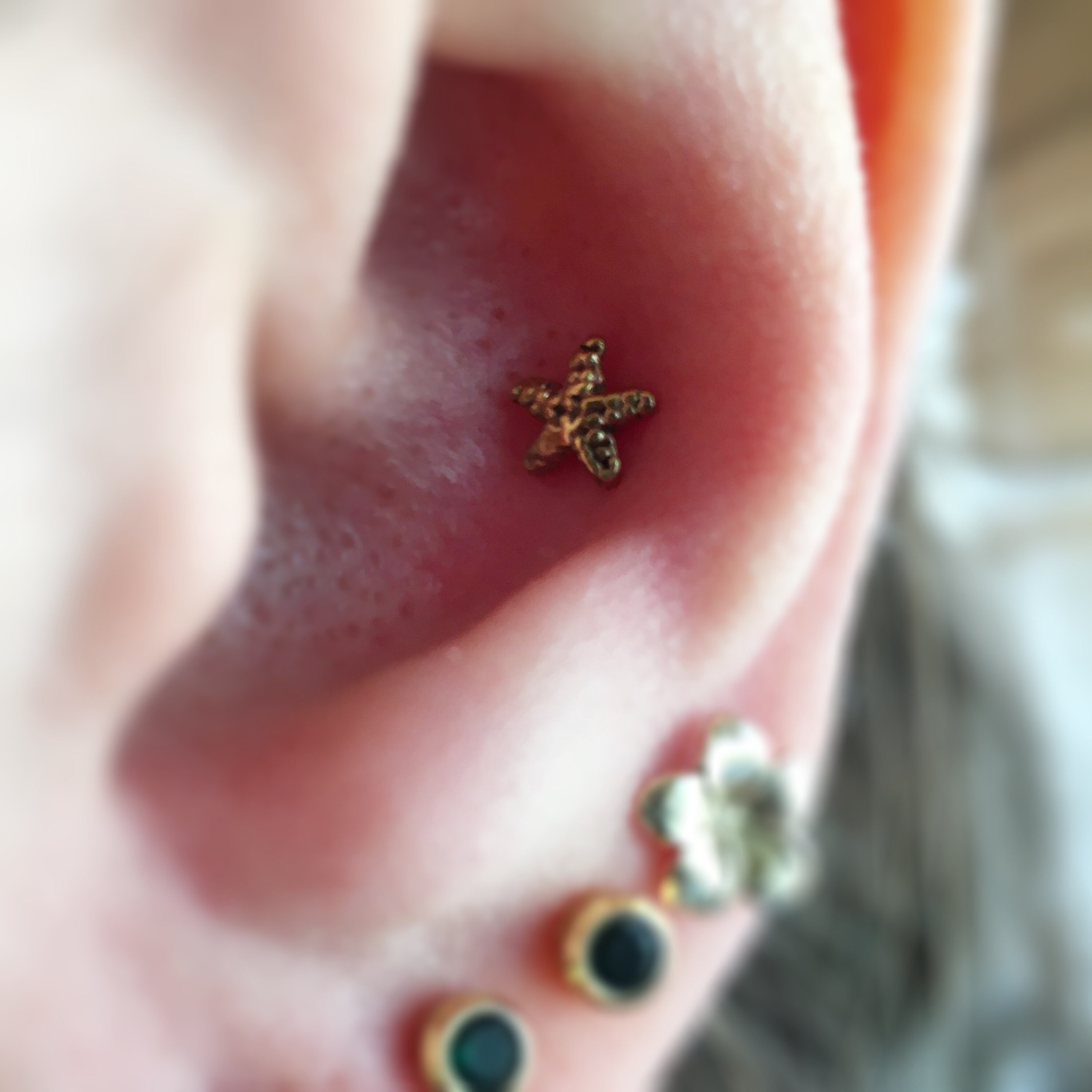 Conch Stud Earring Gold Conch Earring Stud 14K Conch | Etsy