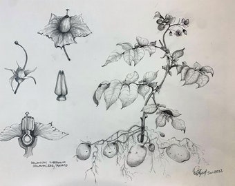 Potato Botanical Art - Etsy UK