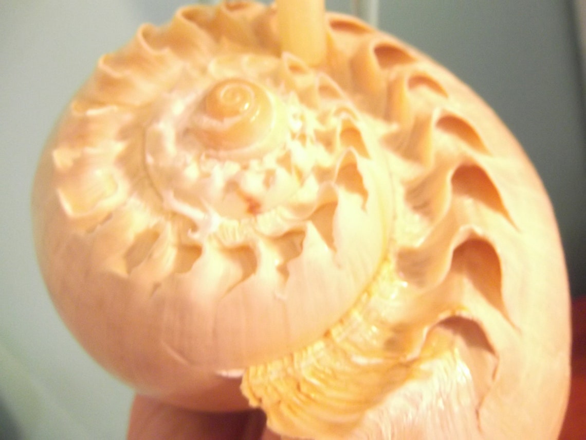 Vintage Sea Shell Giant Philippine Crowned Baler Melon Sea | Etsy