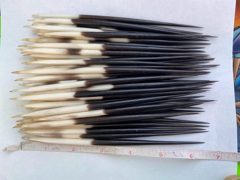Porcupine Quills From Africa Approximately 5-6 Inches Long Very Sharp ...
