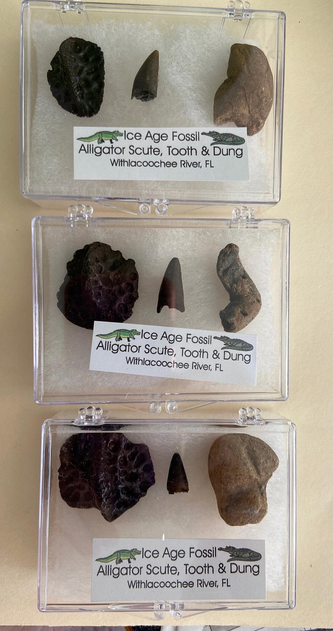 Fossil Set Ice Age Alligator Set,tooth,dung,shute,alligator ...