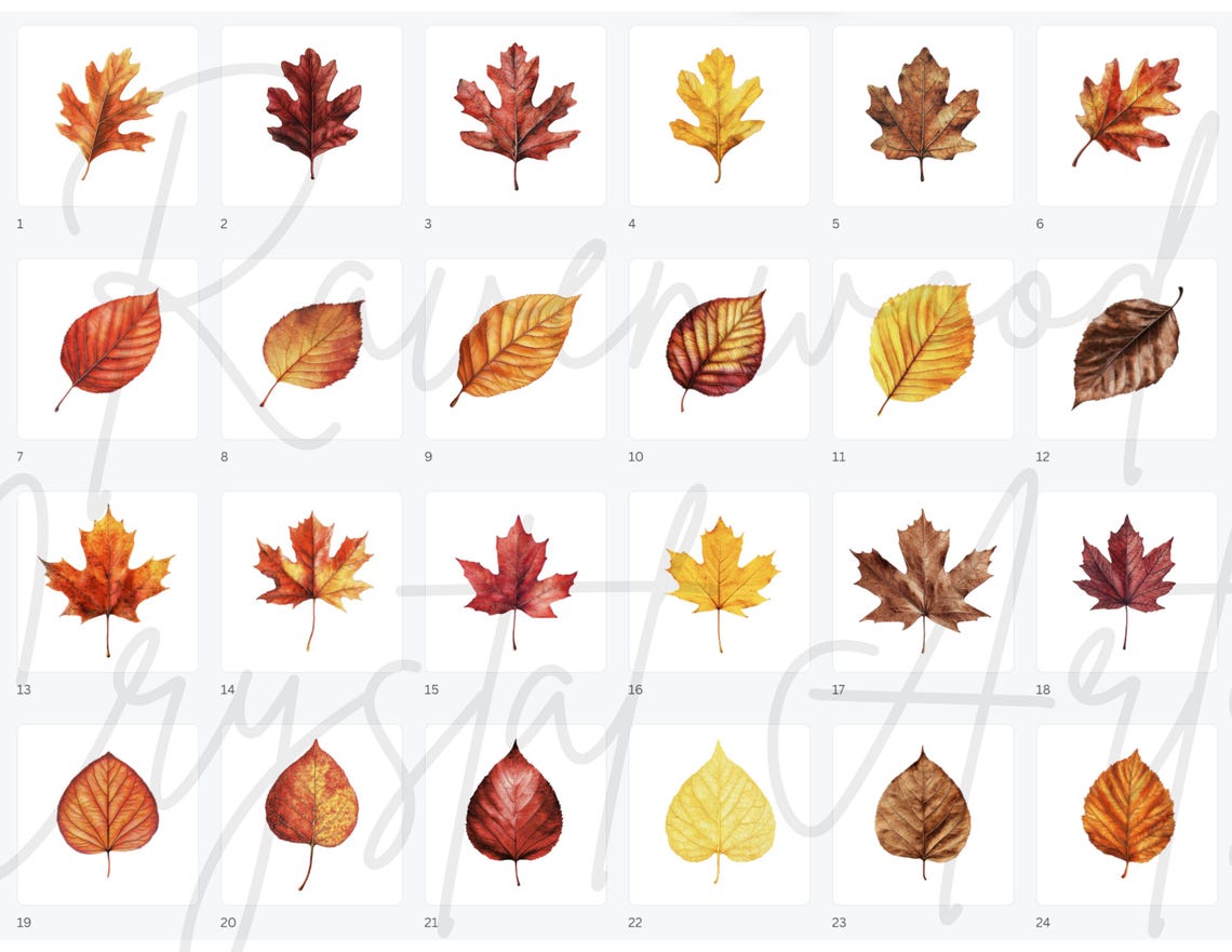 Autumn Leaves Clipart | 24 Pngs | Fall Leaves Clipart | Digital ...