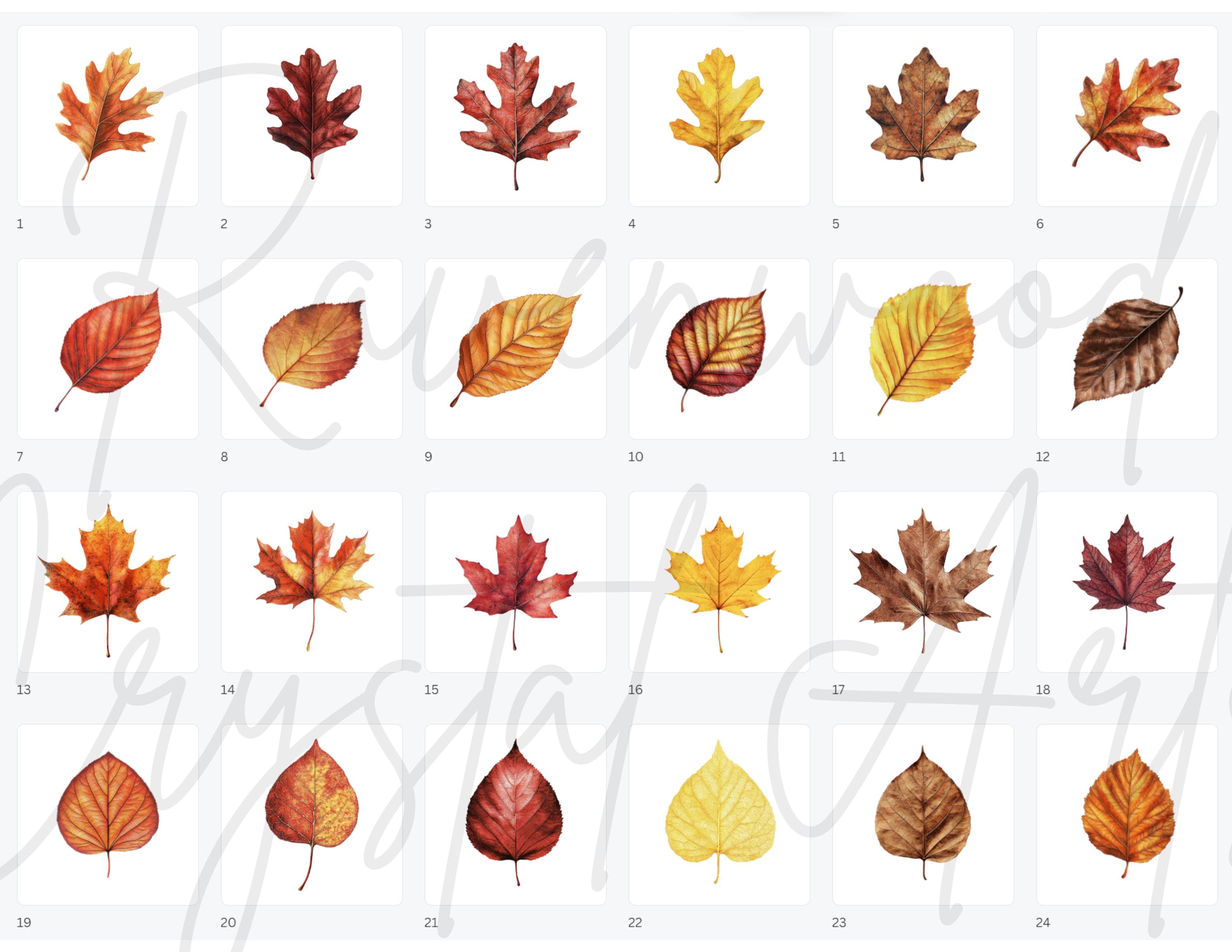 Autumn Leaves Clipart | 24 Pngs | Fall Leaves Clipart | Digital ...