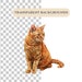 Realistic Cats Clipart | Realistic Kittens Clipart | 28 Pngs ...