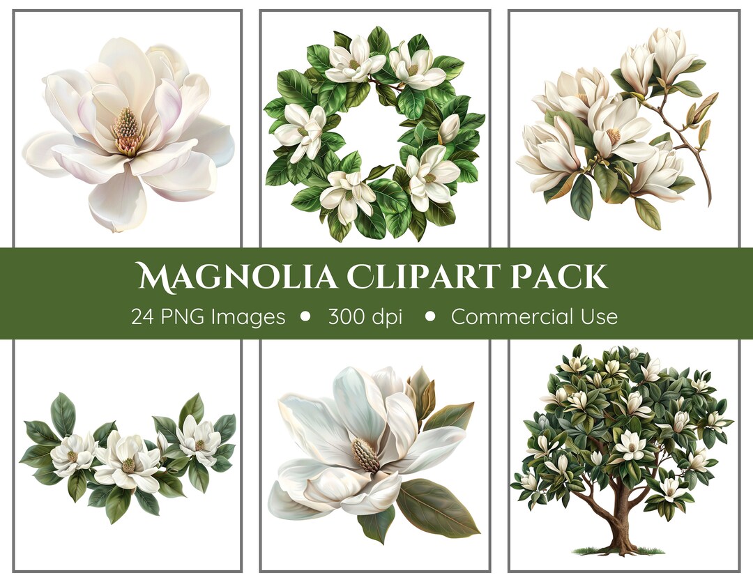 Magnolia Clipart Pack | 24 Pngs | Transparent Background | White Flower ...