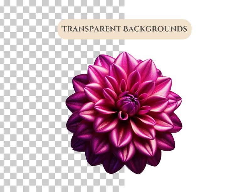 Dazzling Dahlias Clipart Pack 20 Pngs Dahlia Flower Clipart Dahlia PNG ...