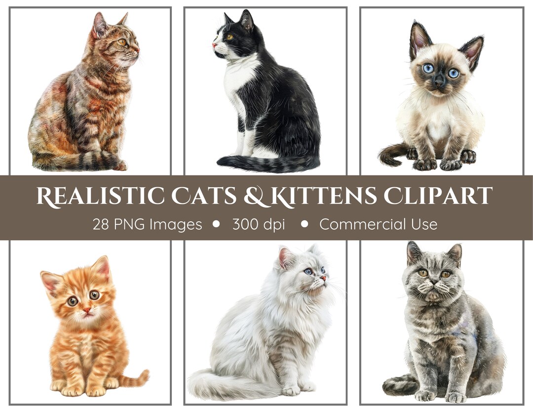 Realistic Cats Clipart | Realistic Kittens Clipart | 28 Pngs ...