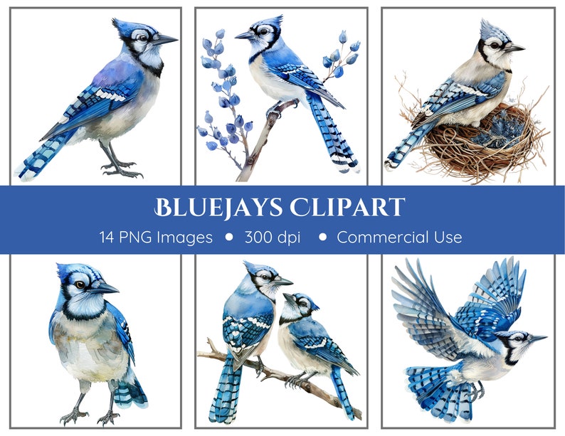 Bluejay Clipart | 14 Pngs | Bluejays PNG | Bluejays Clipart ...