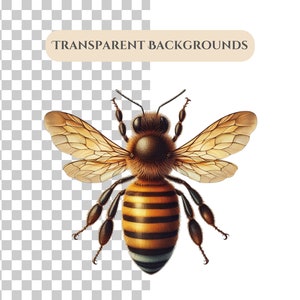 Vintage Honey Bee Clipart | 20 Pngs | Bumble Bee Clip Art | Junk ...