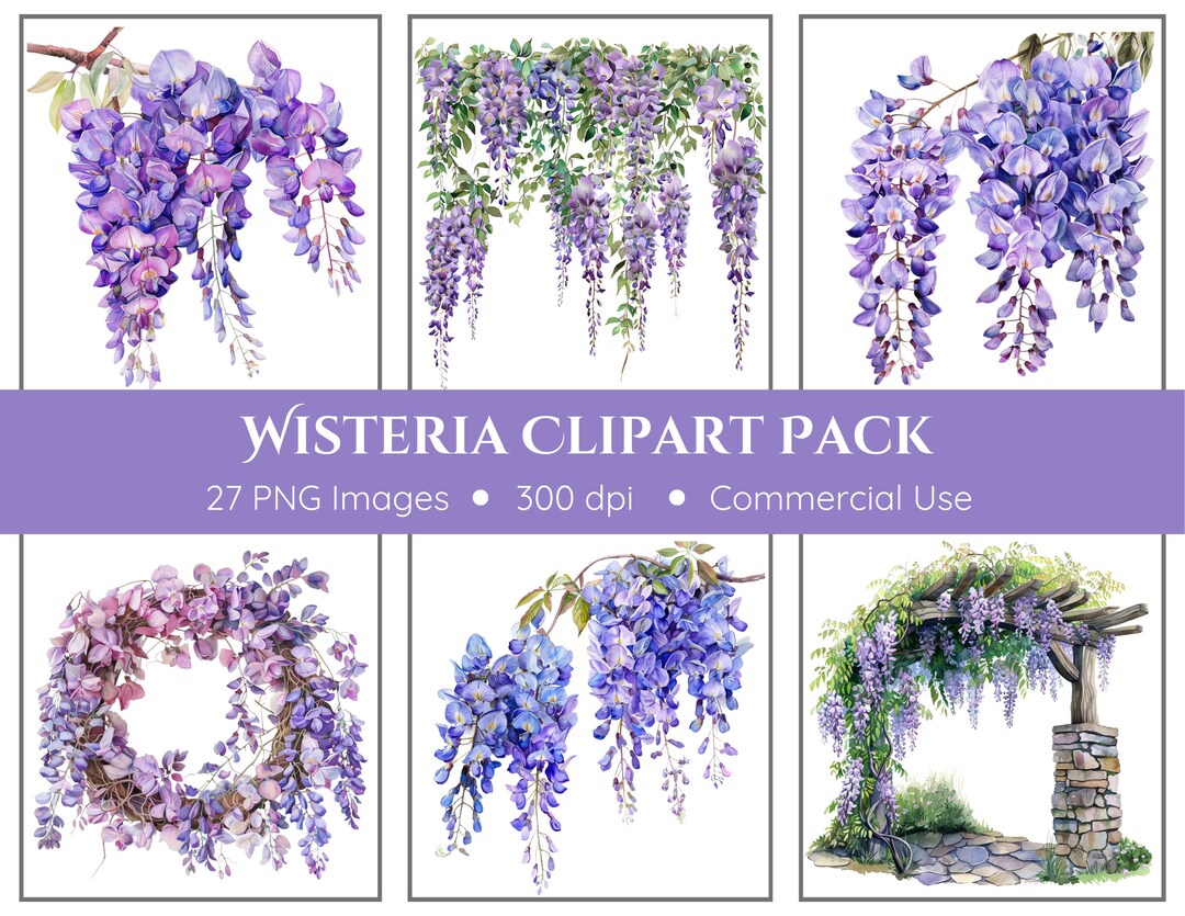 Wisteria Clipart Pack - Transparent Background - Wisteria, Wistera ...