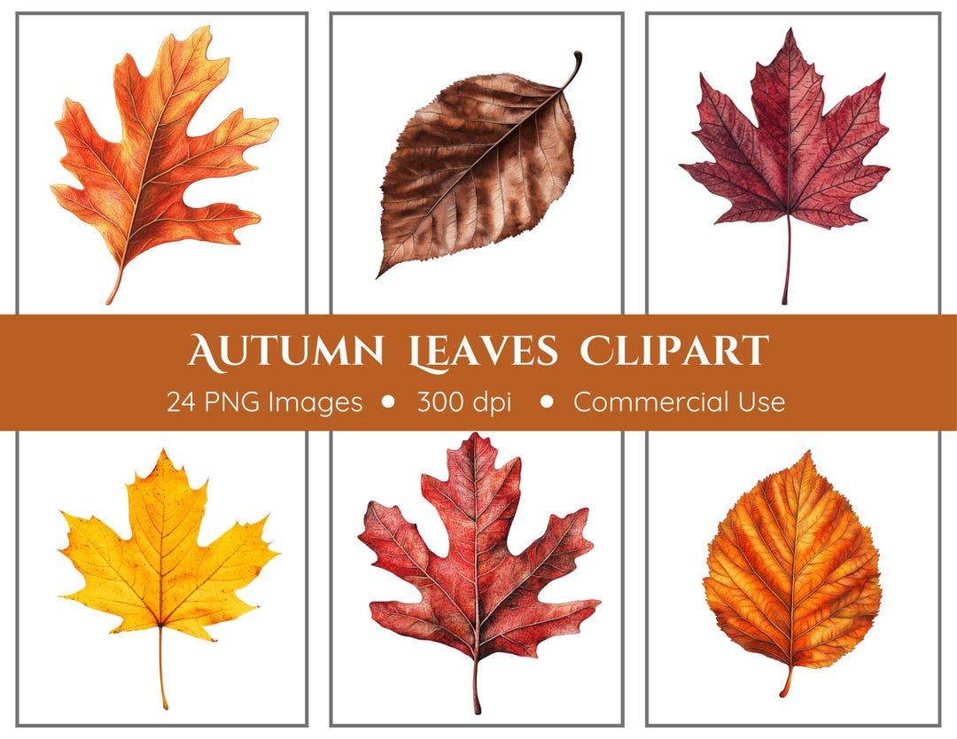 Autumn Leaves Clipart | 24 Pngs | Fall Leaves Clipart | Digital ...