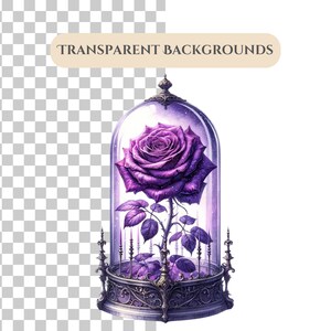Enchanted Rose Clipart Pack - Transparent Background - Enchanted Roses ...
