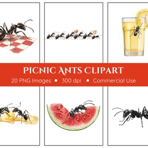 Picnic Ants Clipart | 20 Pngs | Ants Clip Art | Watercolor Ants Clipart ...