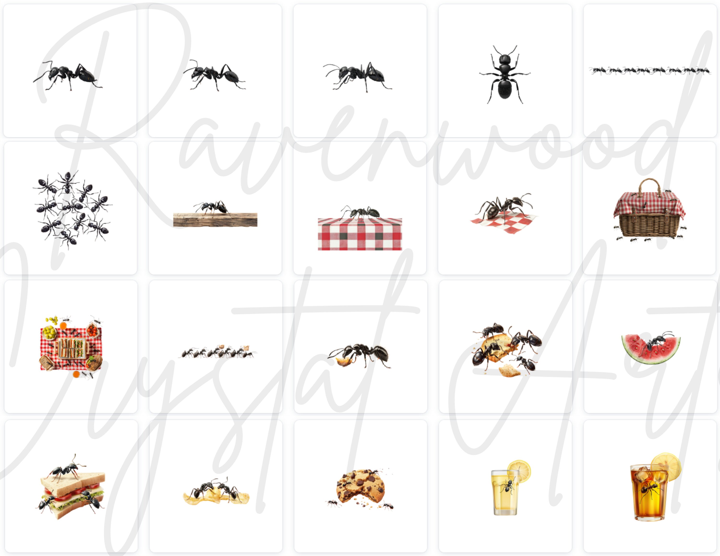 Picnic Ants Clipart 20 Pngs Ants Clip Art Watercolor Ants Clipart Junk ...