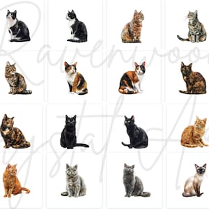 Realistic Cats Clipart | Realistic Kittens Clipart | 28 Pngs ...