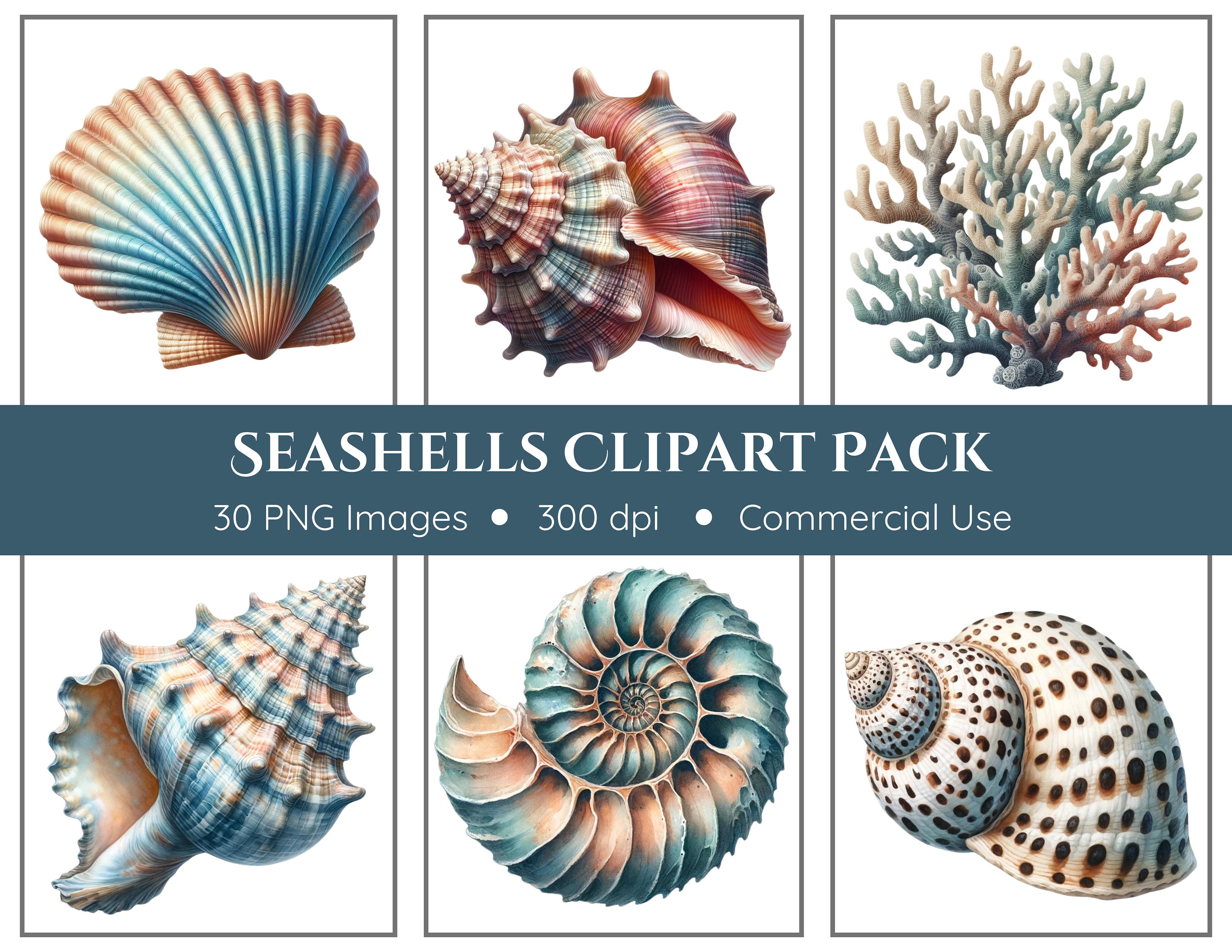 Seashells Clipart | 30 Pngs | Instant Download | Seashell Png ...