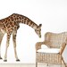 3D Giraffe Wall Sticker. Jungle Safari Removable Decals. Animals ...