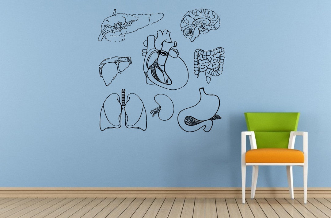 Human Anatomy Living Organs Health Life Window or Wall or Car Vinyl ...