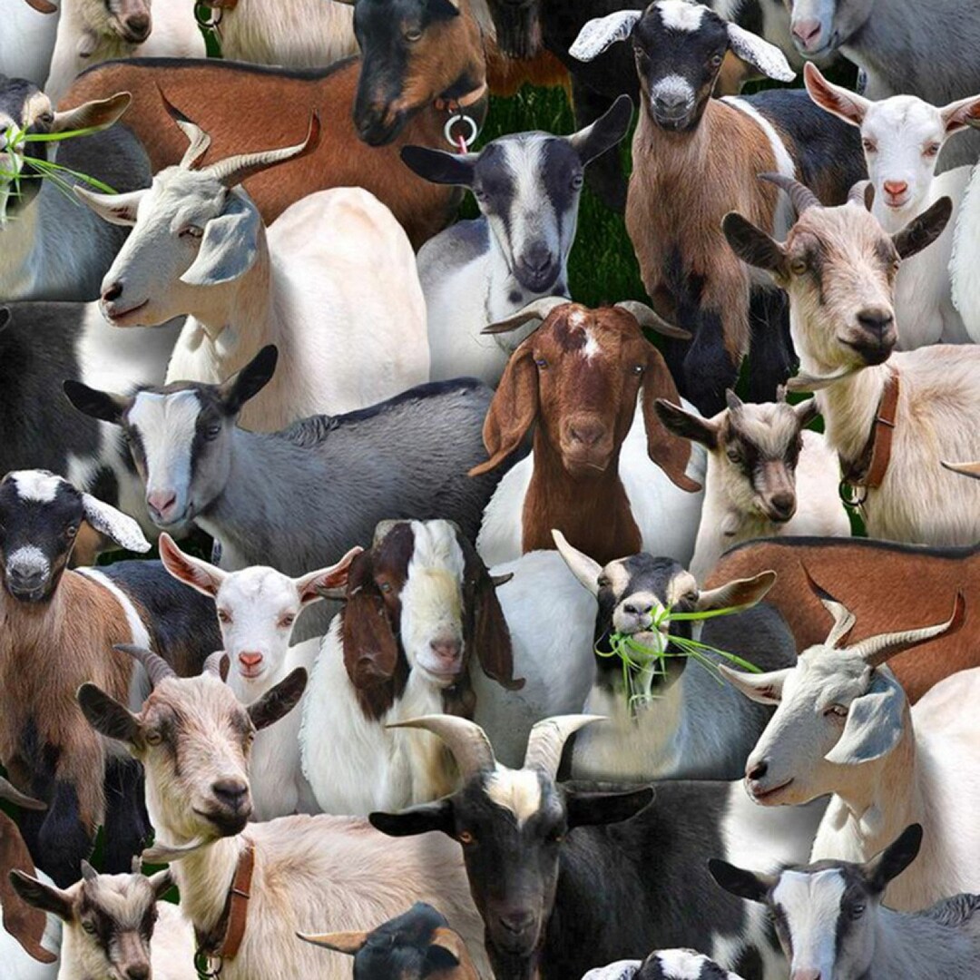 Black Goats by Keith Kimberlin for Elizabeths Studio - Etsy