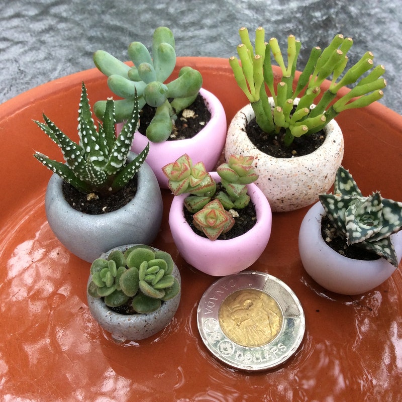 Miniature Pot - Etsy