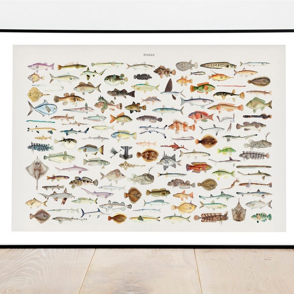 Vintage Fish Poster - Etsy