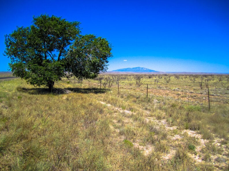 Desert Tree, New Mexico Photography, Desert Photography, Mountain ...
