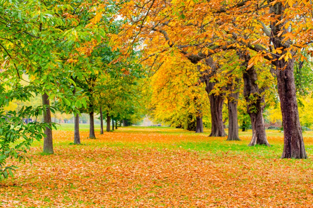 Royal Flush, Fall Photography, London Photography, England Photograph ...