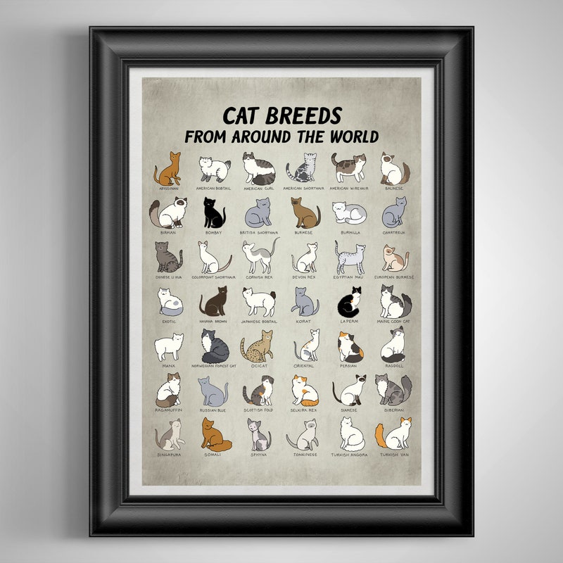 Breeds of Cats Poster - Etsy