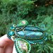 Green Bug Brooch Beetle Jewelry Fly Scarab Pin Beadwork Insect Jewelry ...