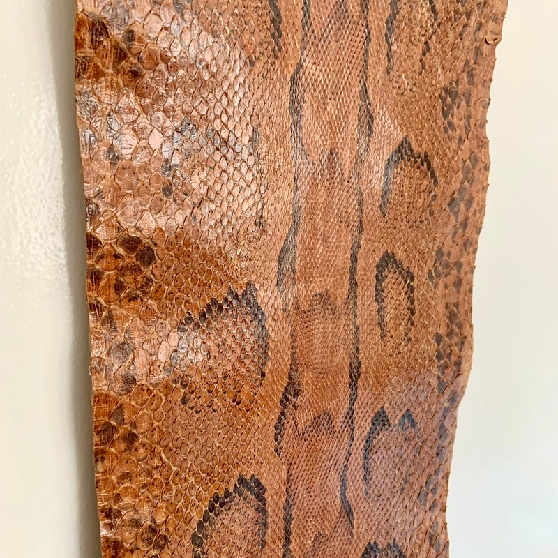 Real Snake Skin - Etsy