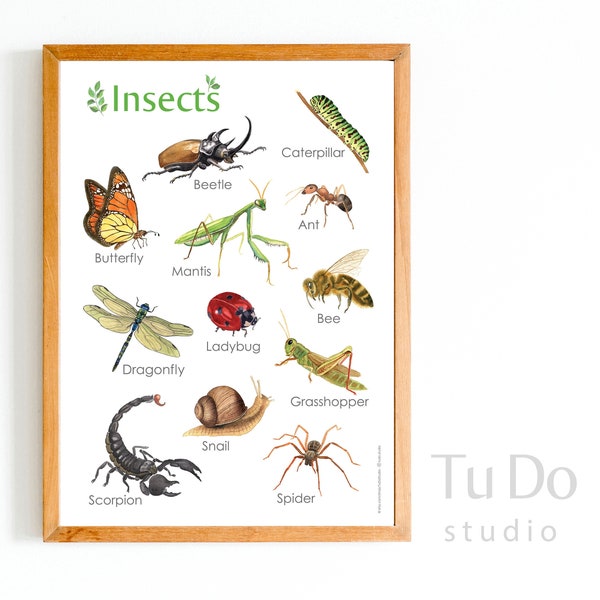 Insect Poster - Etsy