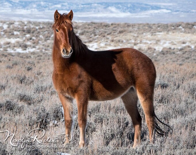 Ruby Wild Mare of Sand Wash Basin in the Winter, Wild Horse Photography ...