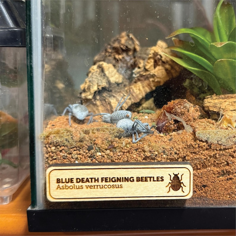Custom Wooden Species Sign | Invertebrate Terrarium Label - Etsy Australia