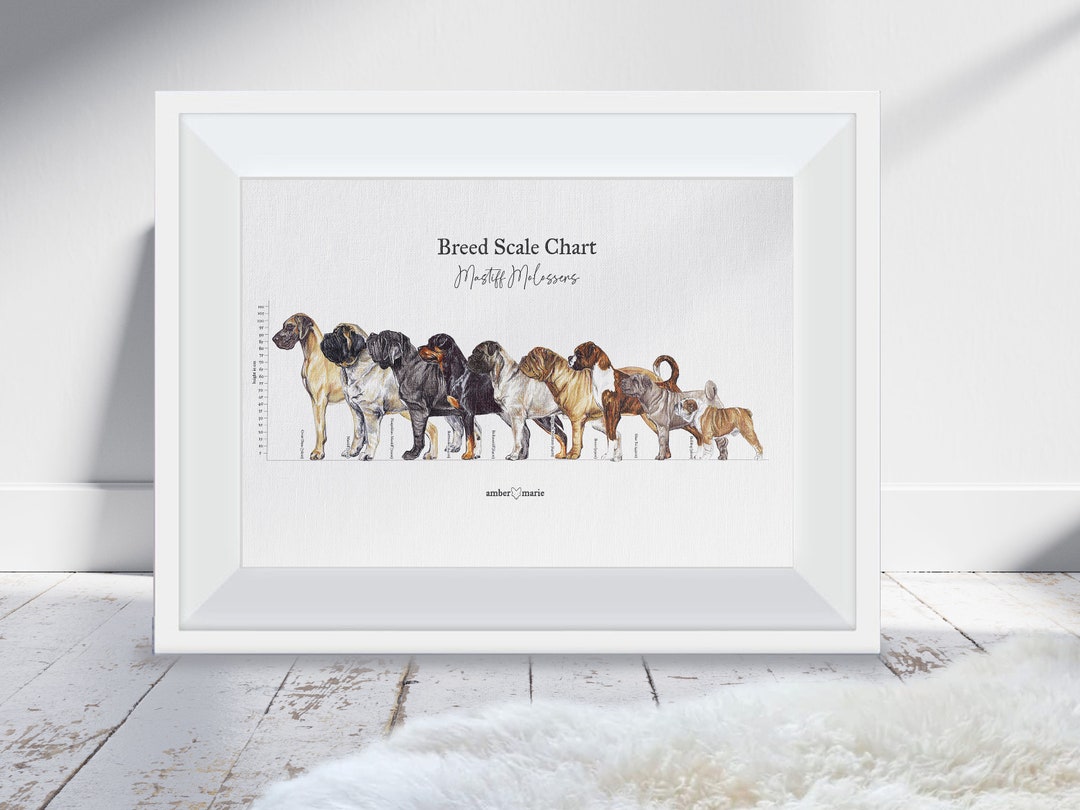 Breed Scale Chart Mastiffs Poster / Print Neapolitan, Shar Pei, Dogue ...