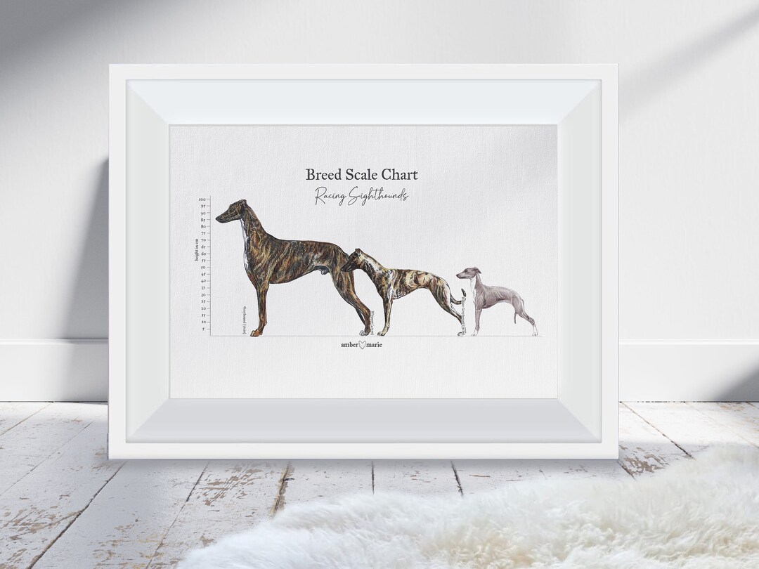 Breed Scale Chart Racing Sightounds Poster / Print Greyhounds, Whippets ...