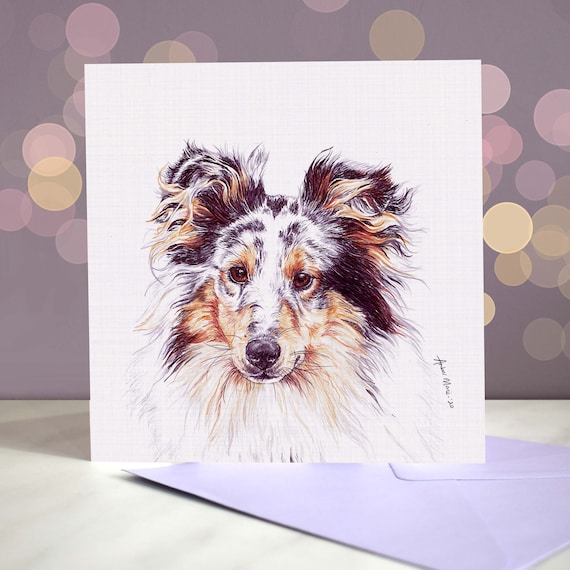 What Is A Sable Merle Sheltie