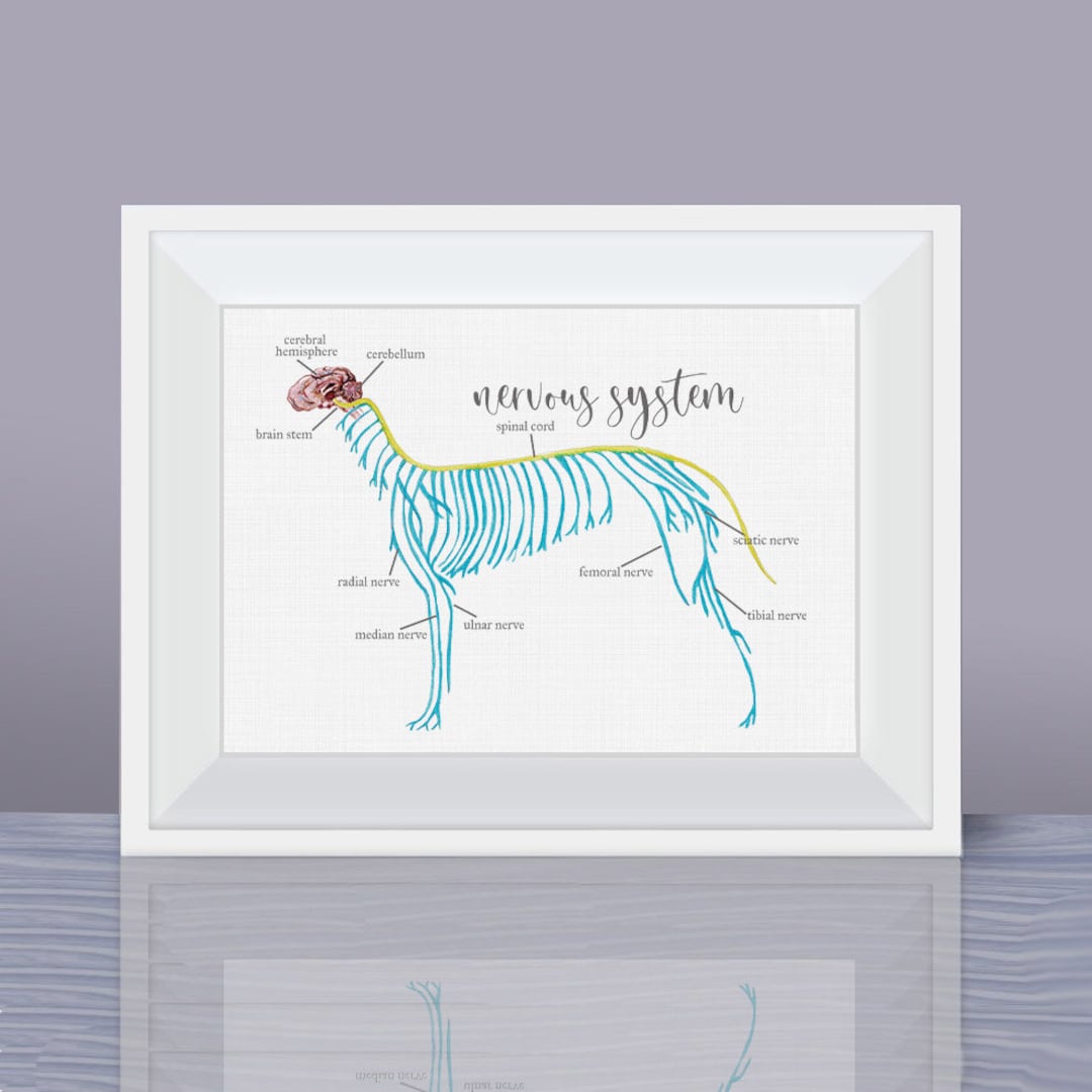 Canine Anatomy Print Nervous System of a Dog Physiology and Biology ...