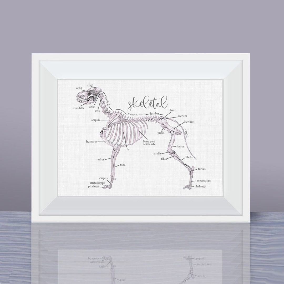 Canine Anatomy Print Skeletal System of a Dog Physiology and Biology ...