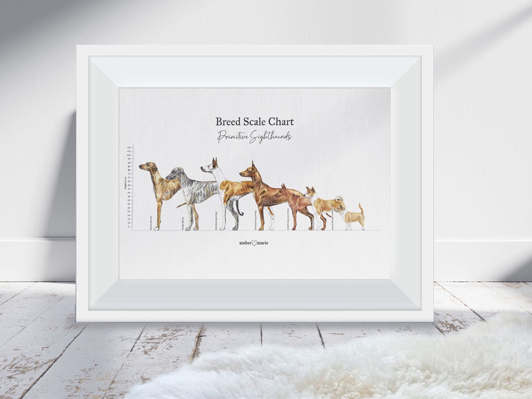 Breed Scale Chart Primitive Sighthounds Poster / Print Azawakh, Sloughi ...