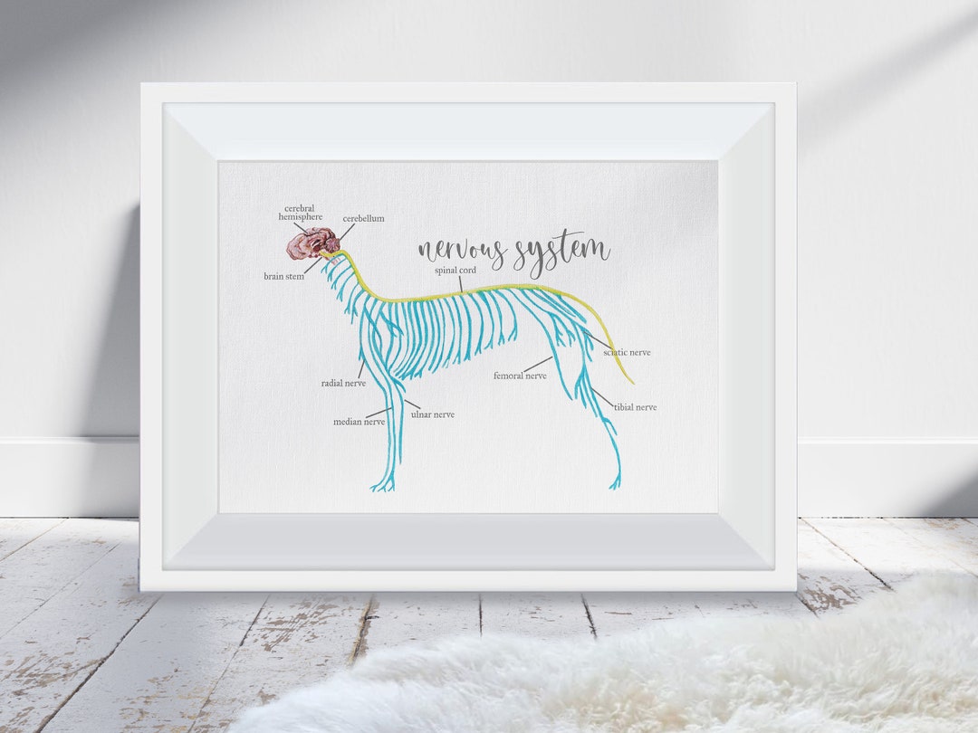 Canine Anatomy Print Nervous System of a Dog Physiology and Biology ...