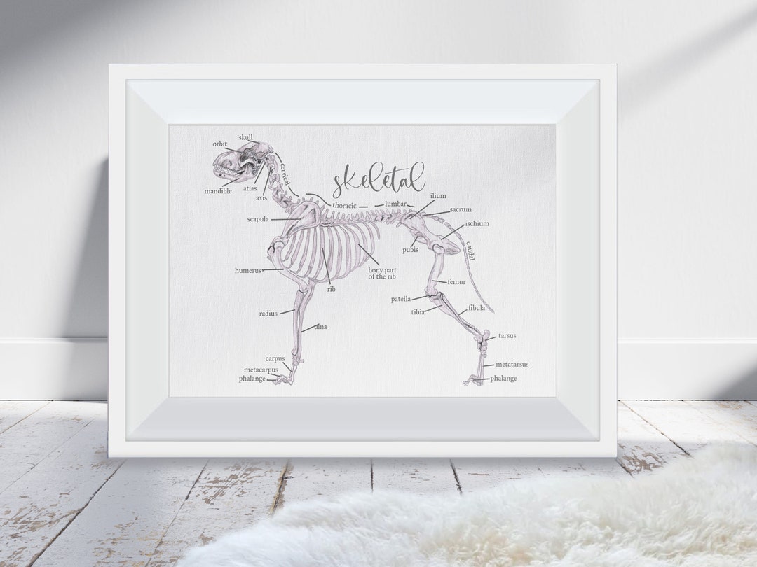 Canine Anatomy Print Skeletal System of a Dog Physiology and Biology ...