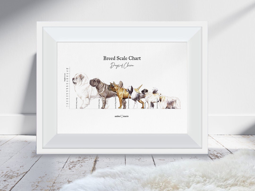 Dogs of China Poster Breed Scale Chart / Dog Nerd Wall Art / Dog Height ...
