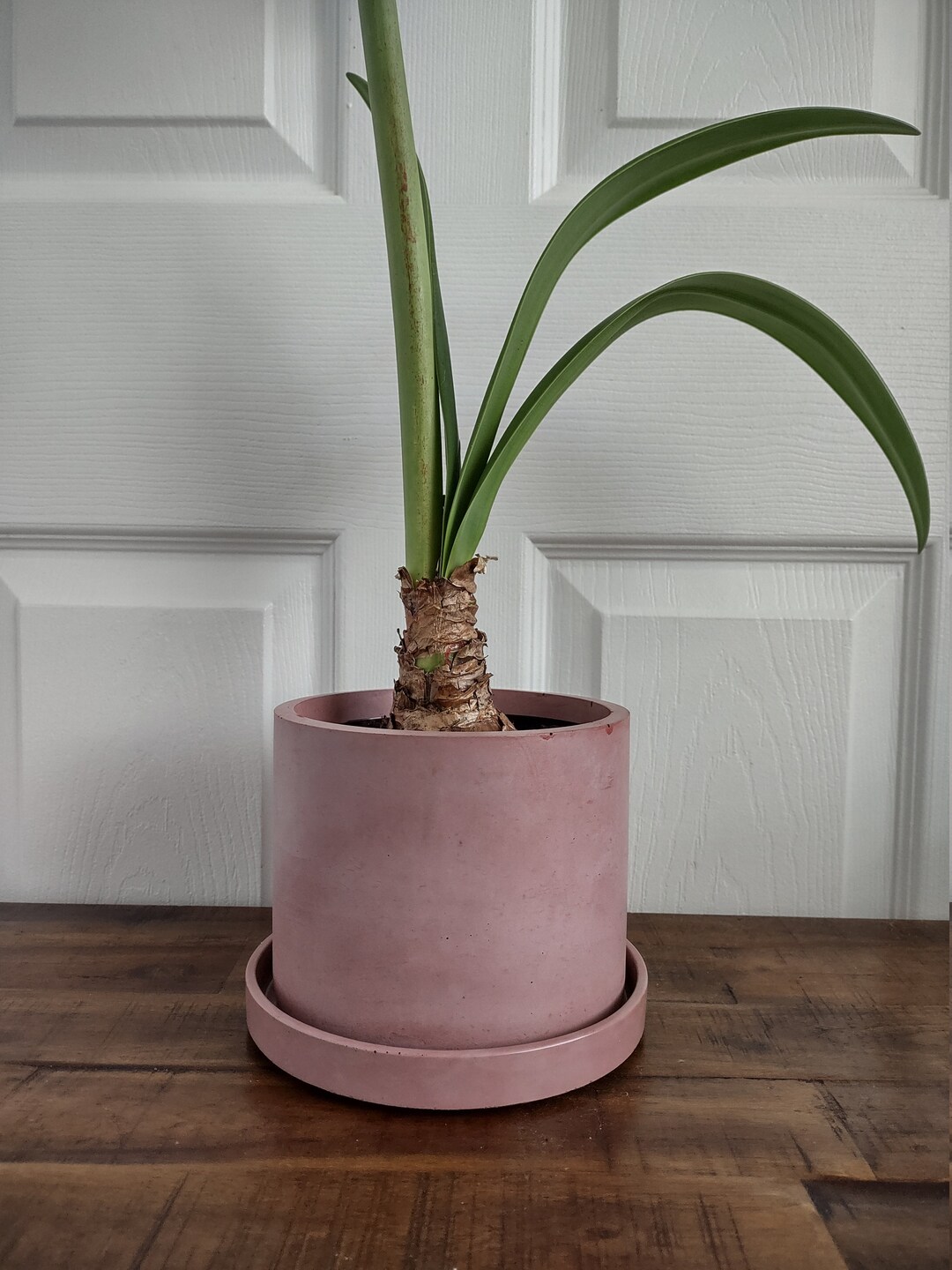 Light Brick Red Cement Planter Pot With Tray - Etsy