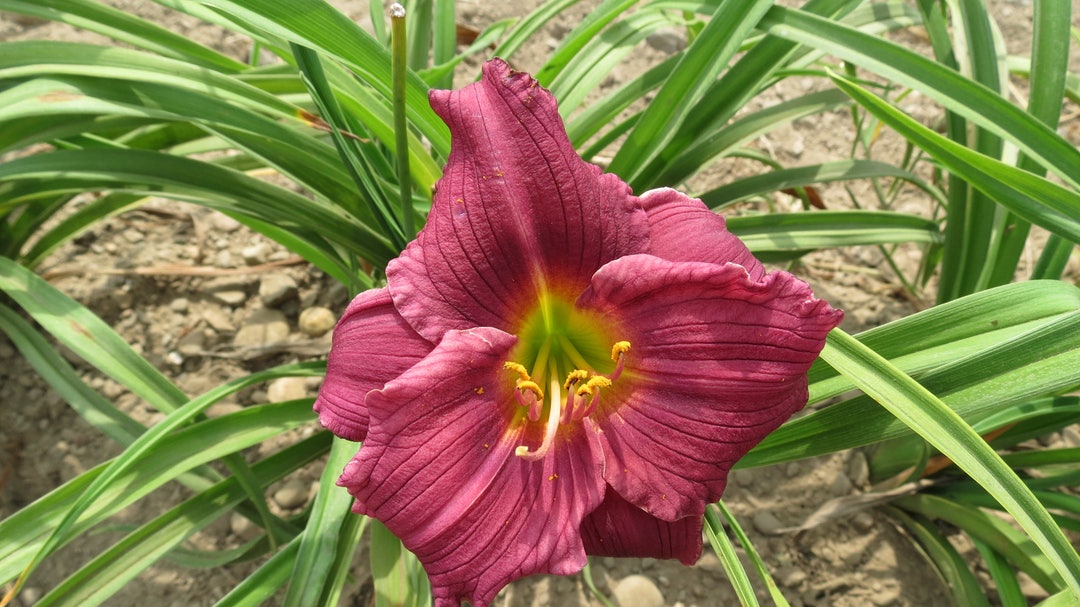 Little Grapette Day Lily - 5 Landscape Sized Bare Root Plants - Etsy