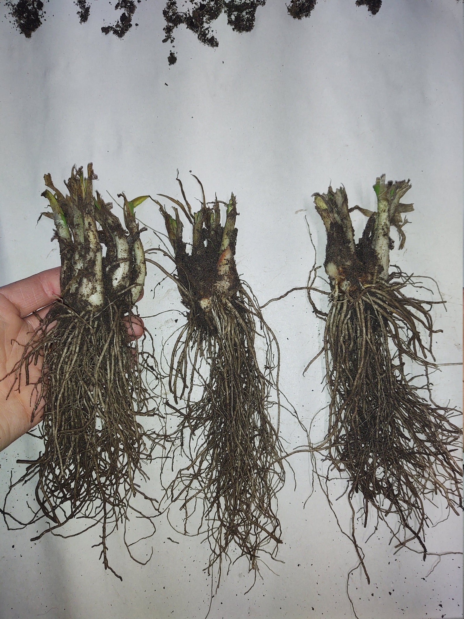Allium Summer Beauty- 5 Landscape Sized Bare Root Plants - Etsy