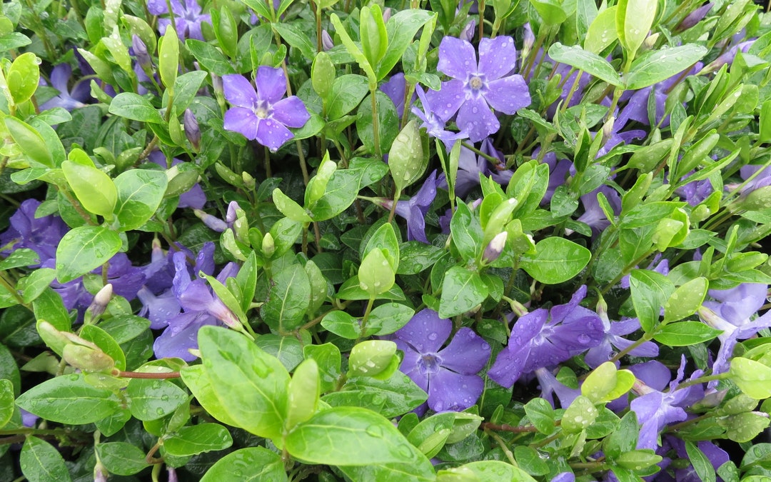 Vinca - Creeping Myrtle - 3.5" Potted Plant - Etsy