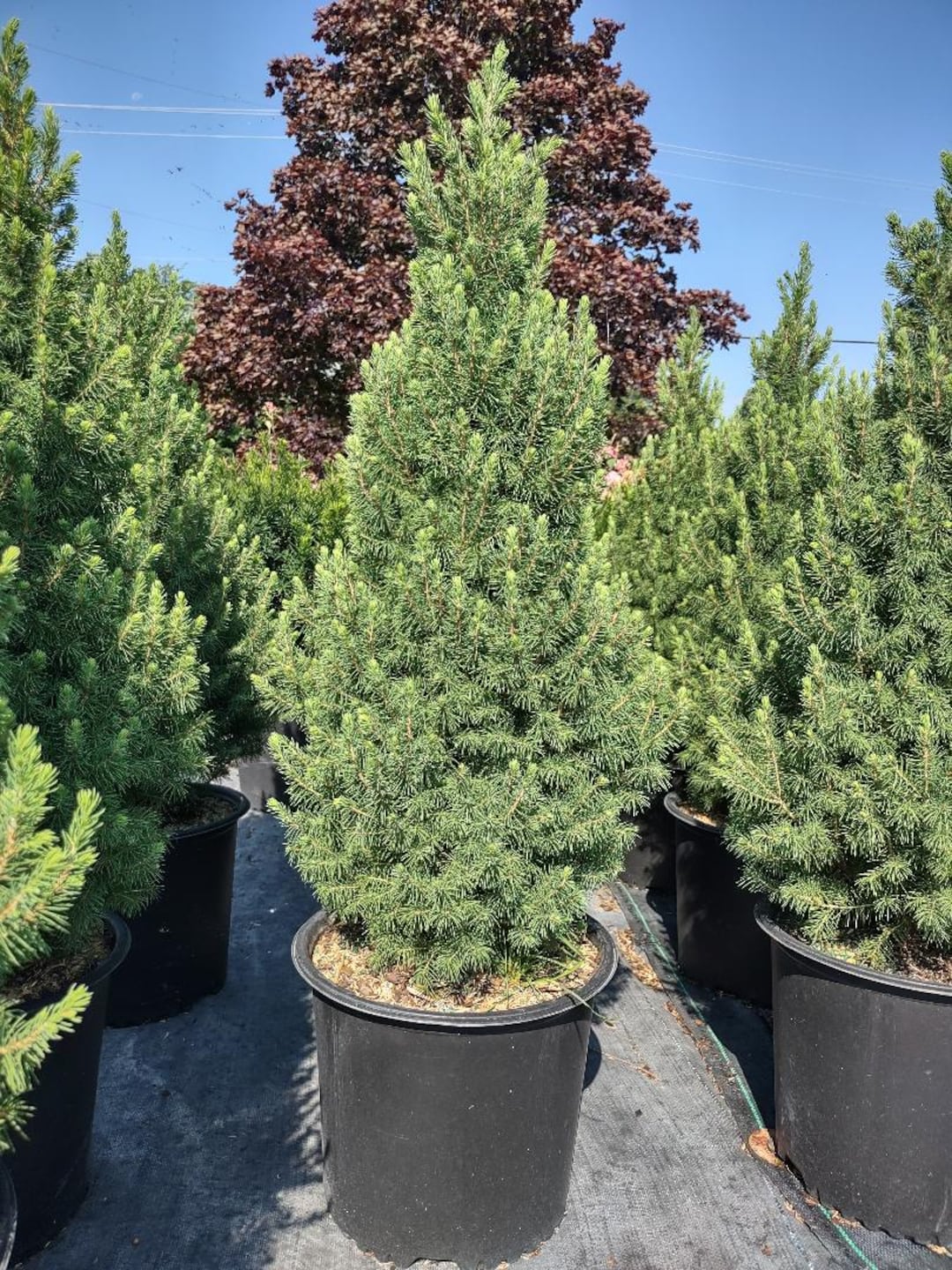 Dwarf Alberta Spruce - One, 3 Gallon Plant - Etsy